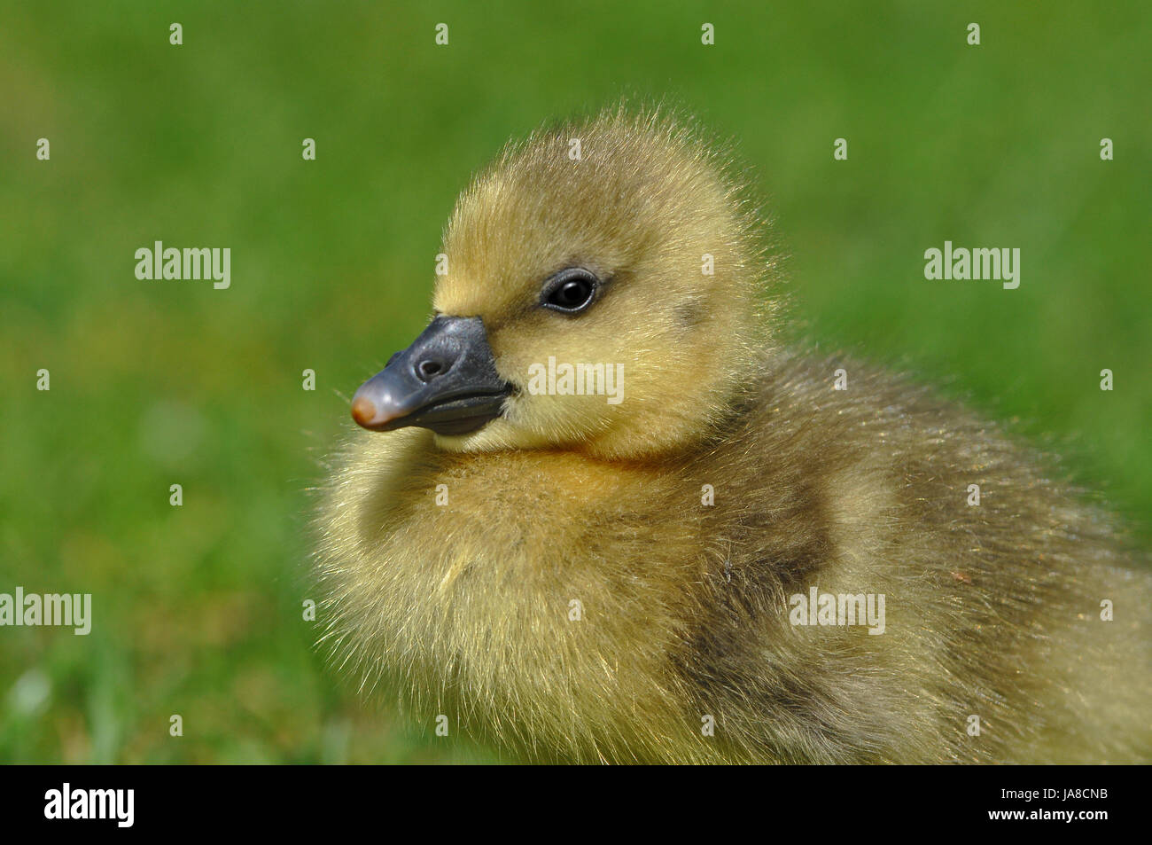Grauganskken hi-res stock photography and images - Alamy