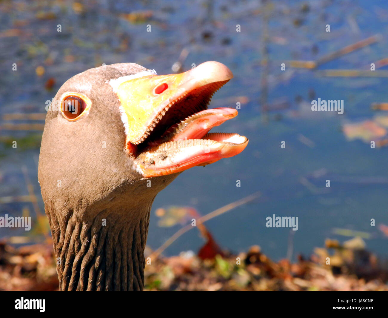 bird, birds, beak, waterfowls, waterfowl, goose, beaks, waters, bird ...