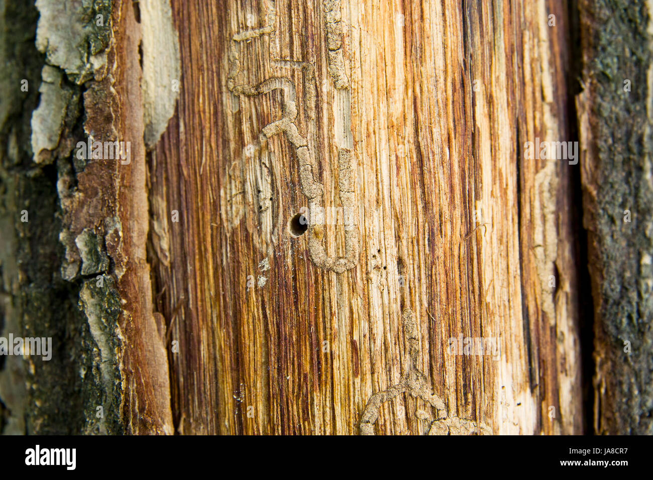 tree, oak, vermin, varmint, bark beetle, forest, tree, wood, oak ...