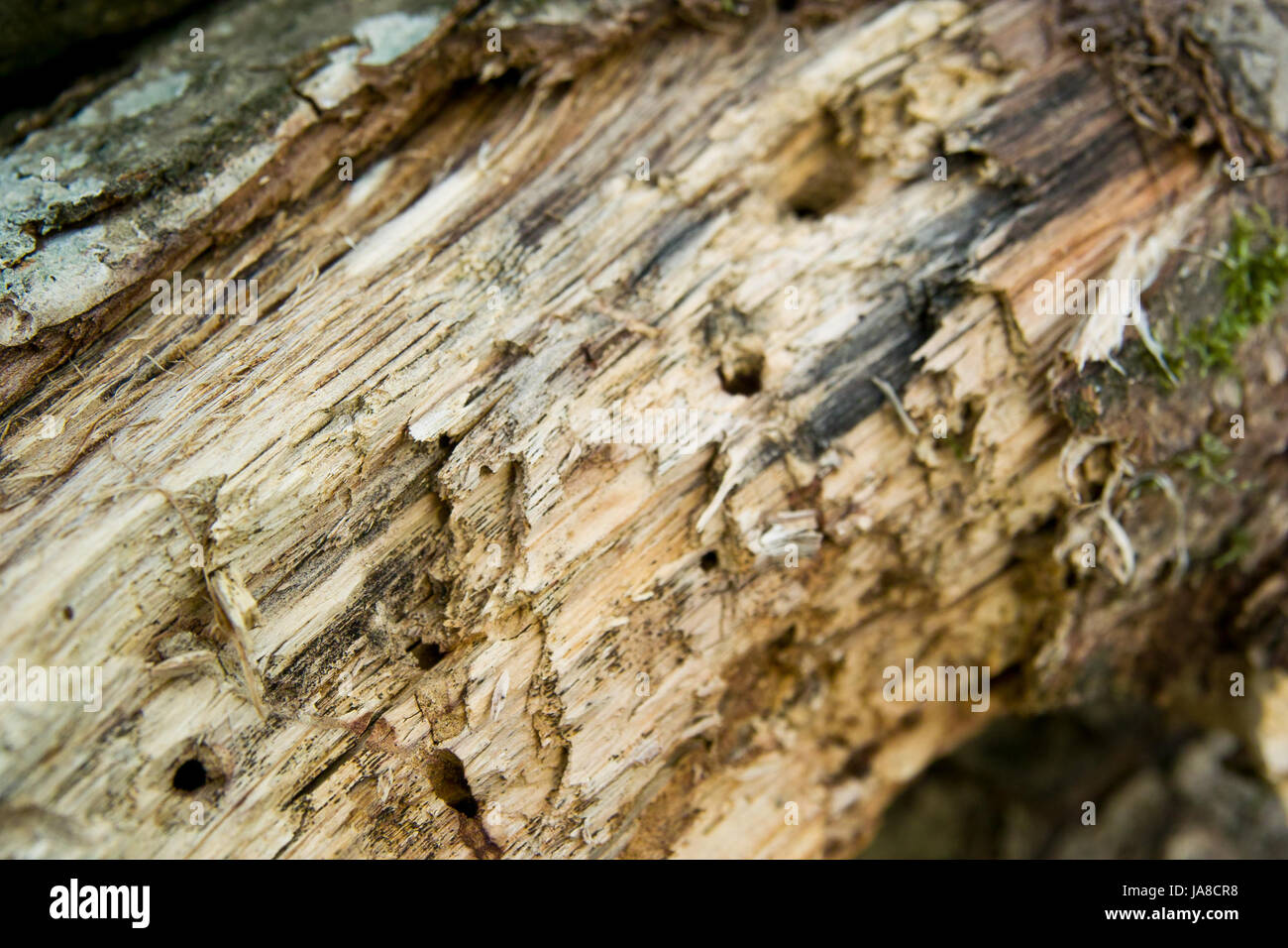 tree, oak, vermin, varmint, bark beetle, forest, tree, wood, oak ...