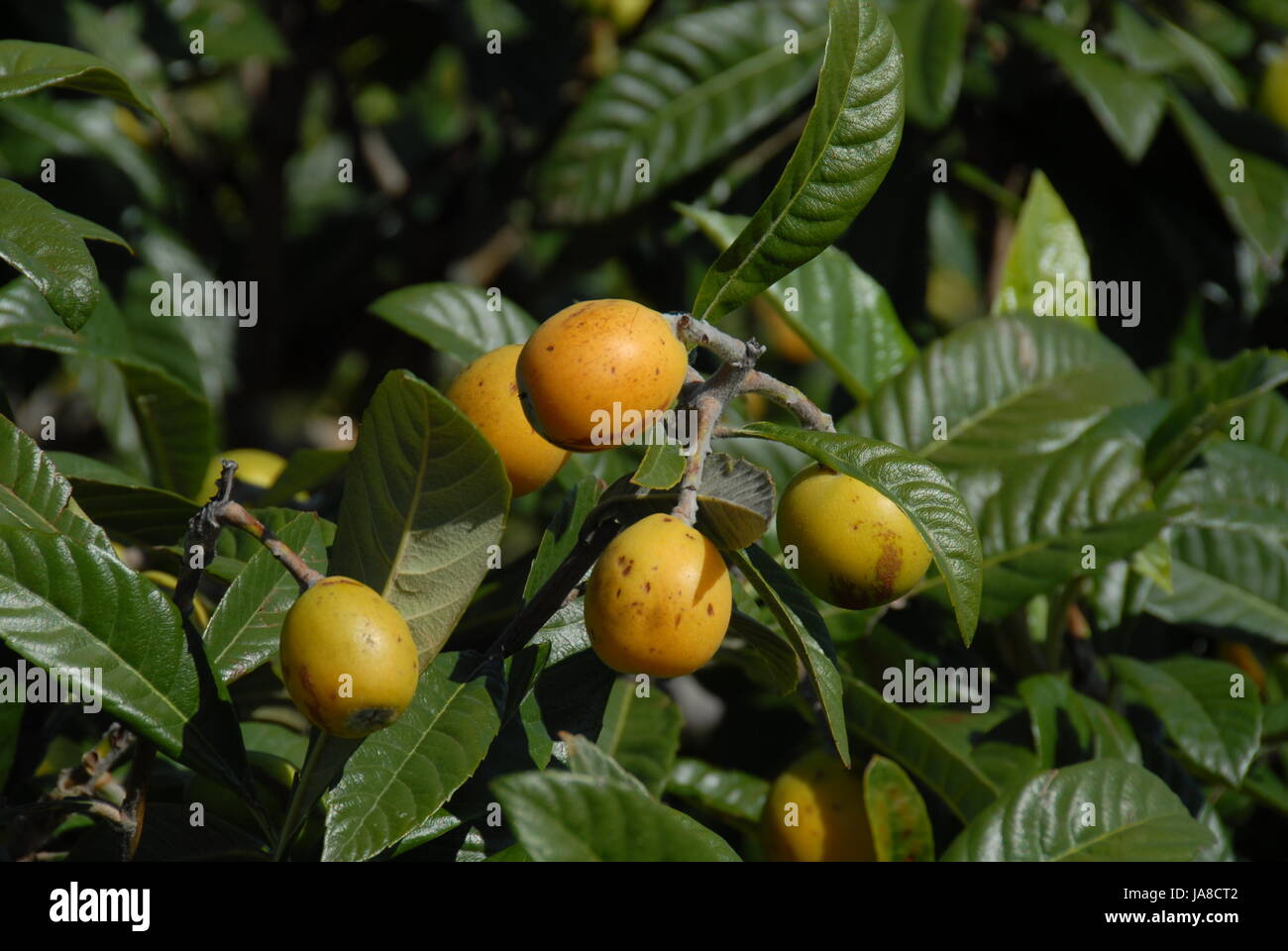 tree, green, branch, shrub, tree, green, leaves, botany, branch, fruit ...