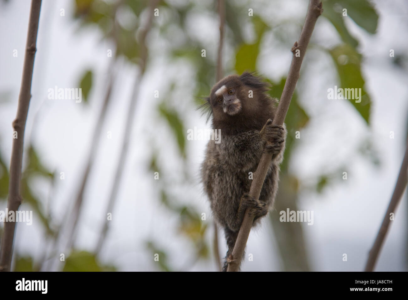 animal, monkey, wildlife, brazil, rio, rio de janeiro, sugar loaf ...