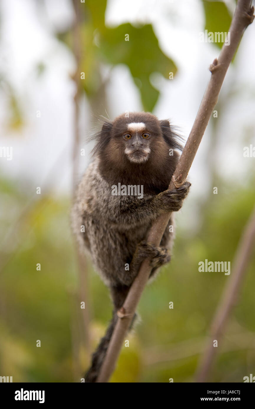 animal, monkey, wildlife, brazil, 2013, 20130702, rio, rio de janeiro ...