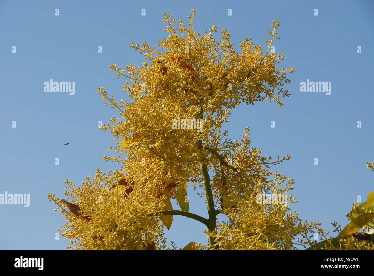 tree, green, thick, wide, fat, healthy, tree, green, thick, wide, fat ...