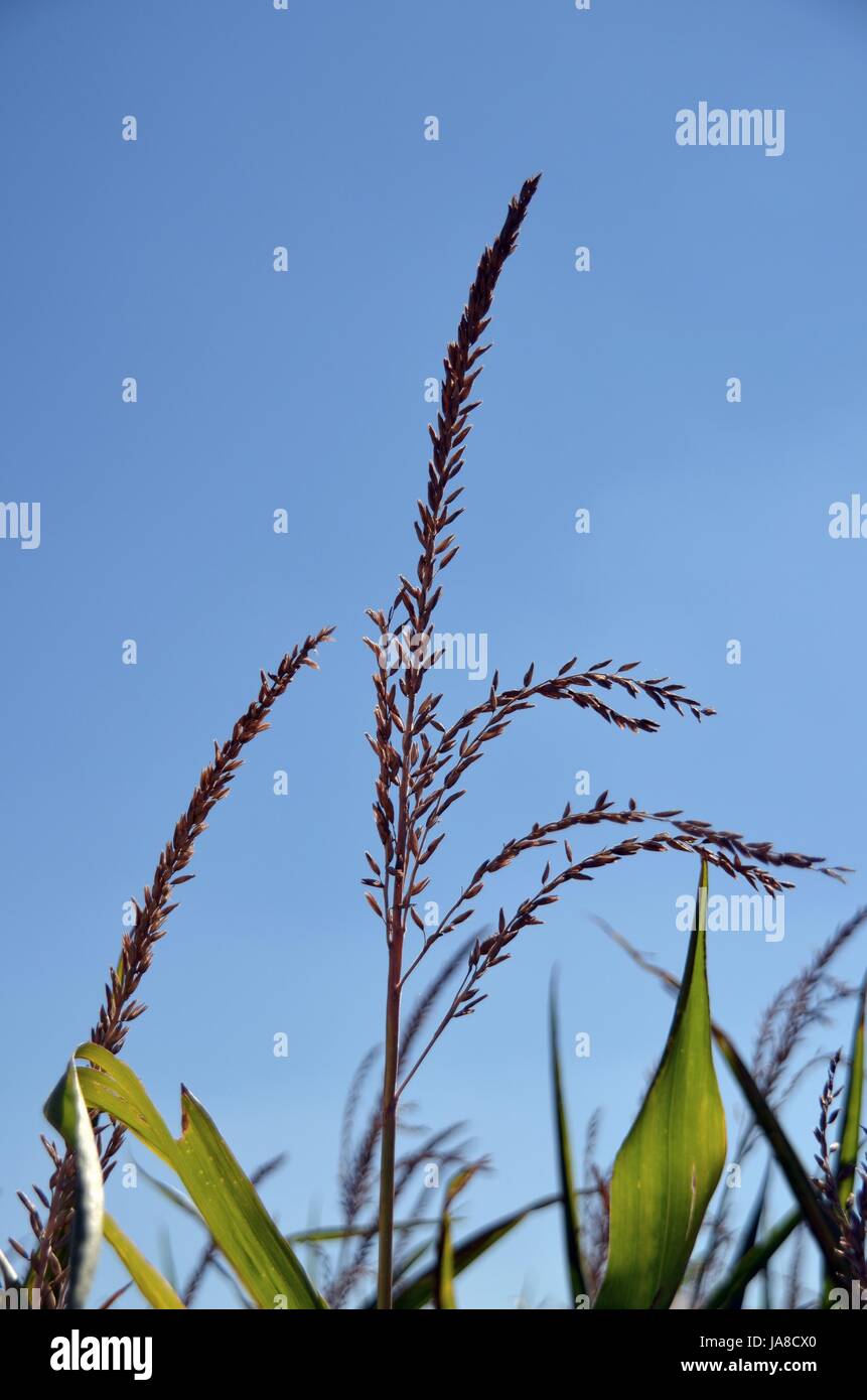 leaves, corn, corn-growing, leaf, green, leaves, agriculture, farming ...