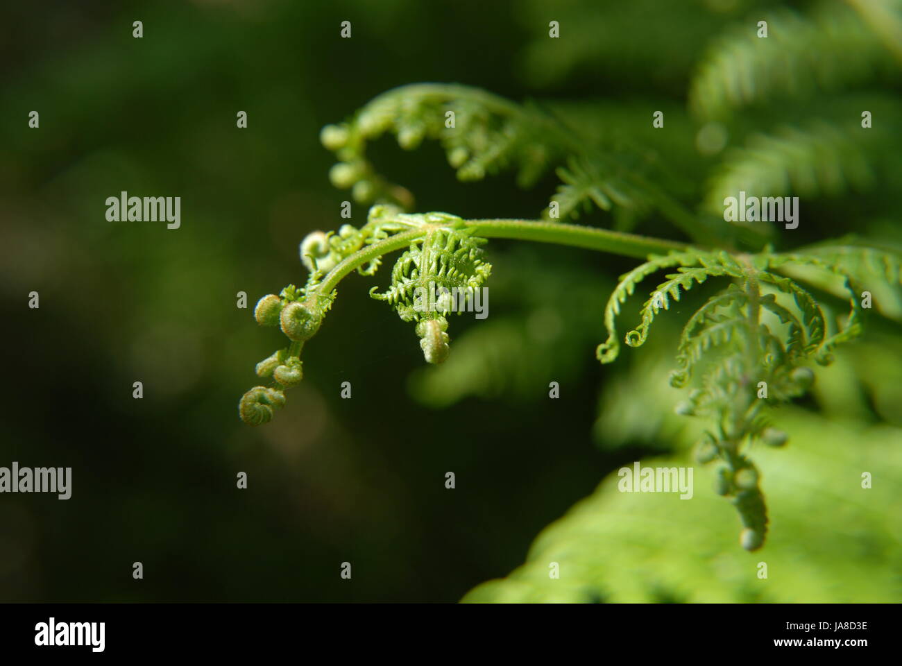 leaf, green, leaves, fern, filigree, structure, shaddow, shadow, nature ...