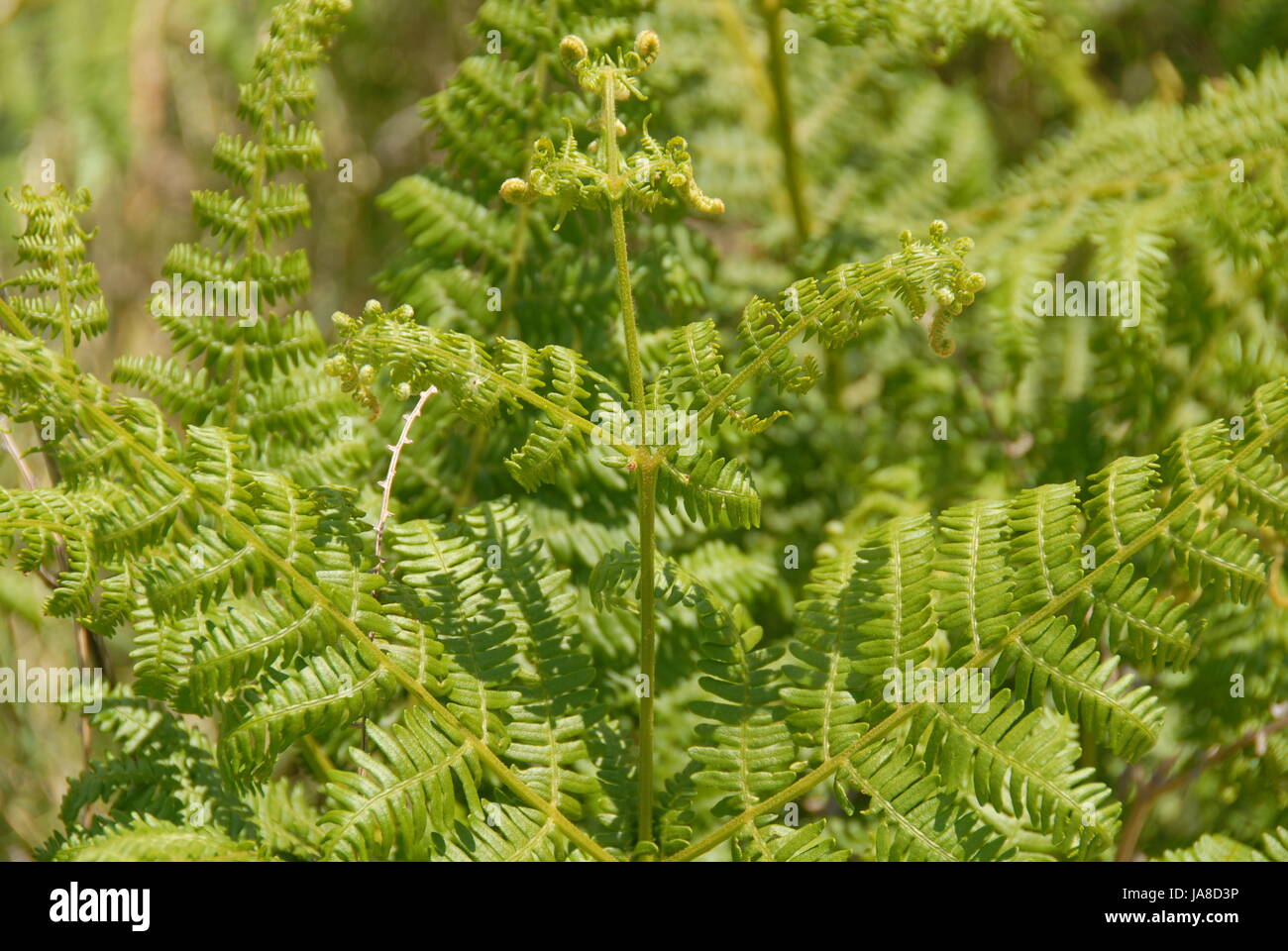 leaf, green, leaves, fern, filigree, structure, shaddow, shadow, nature ...