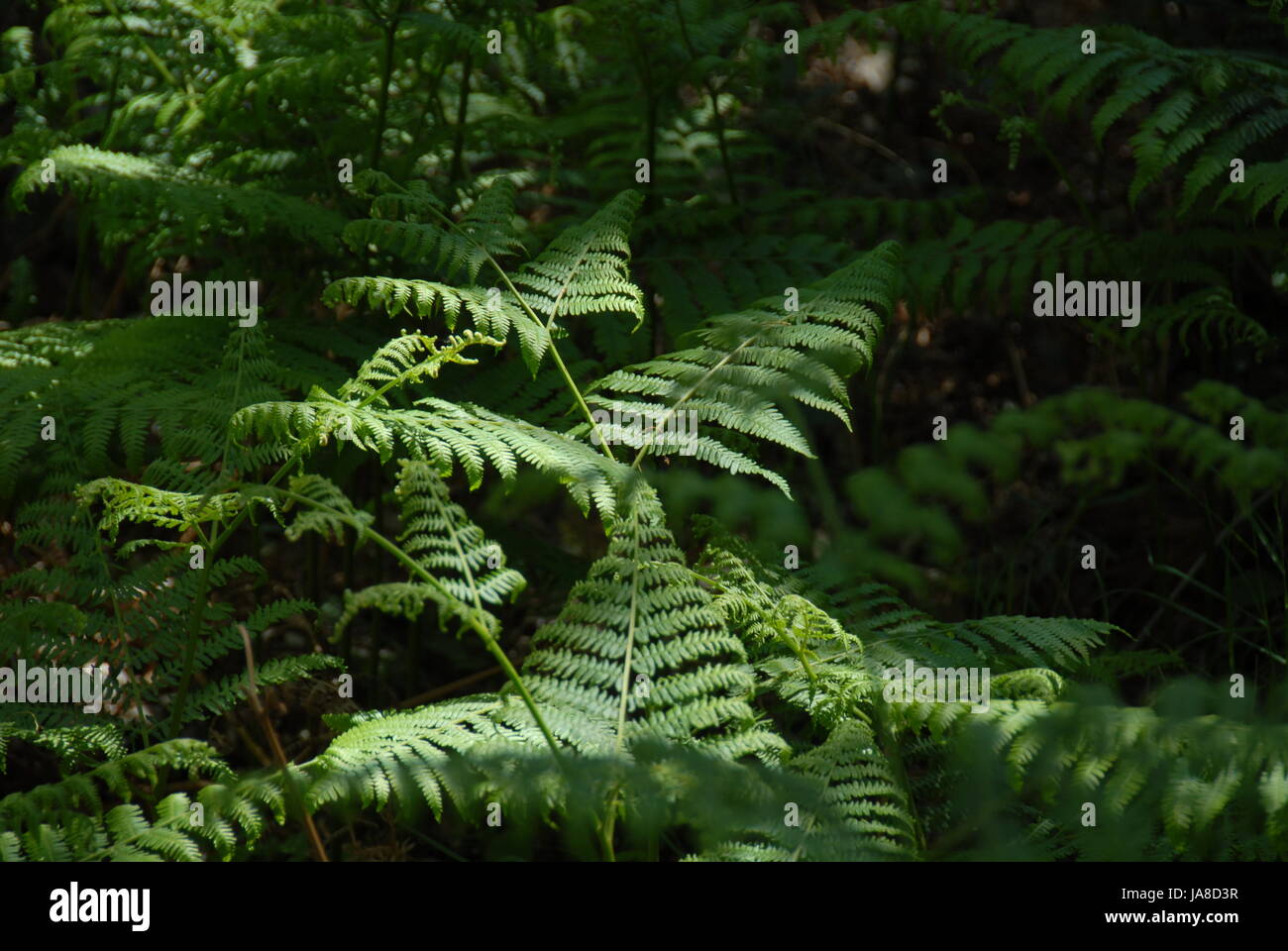 leaf, green, leaves, fern, filigree, structure, shaddow, shadow, nature ...