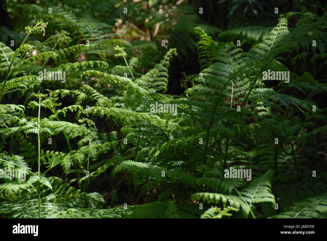 leaf, green, leaves, fern, filigree, structure, shaddow, shadow, nature ...