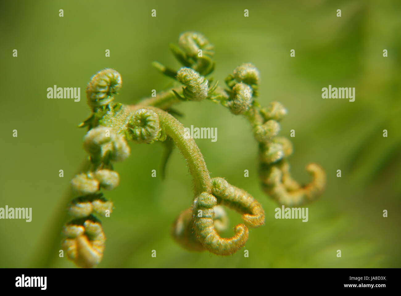 leaf, green, leaves, fern, filigree, structure, shaddow, shadow, nature ...