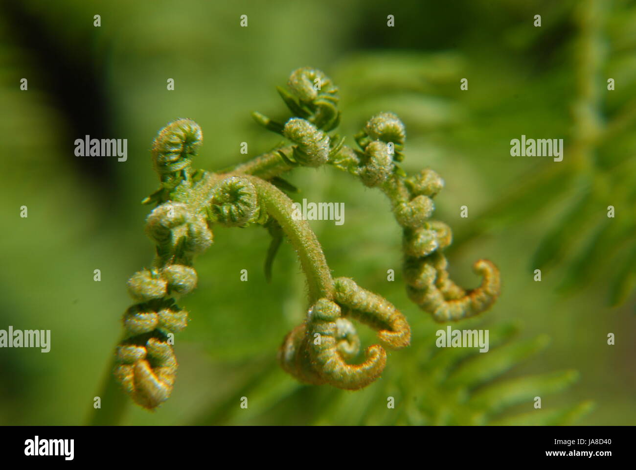 leaf, green, leaves, fern, filigree, structure, shaddow, shadow, nature ...