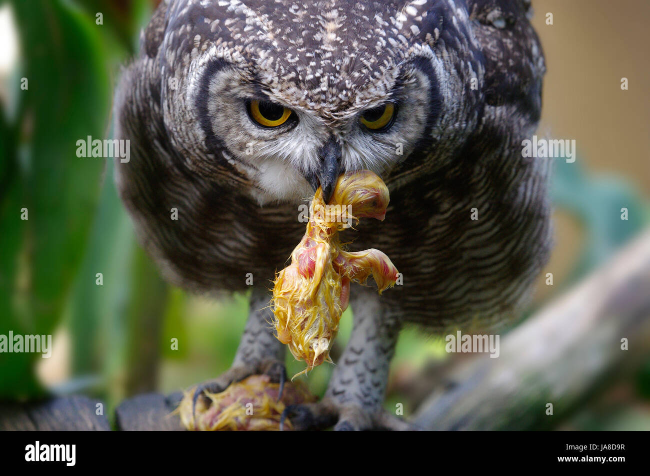 south africa, chick, south africa, chick, kapuhu, bubo capensis ...