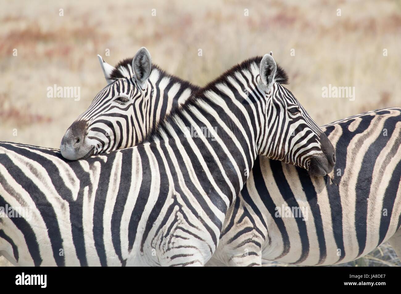 animal, namibia, zebra, animal, namibia, zebra, steppenzebra, ab afrika ...