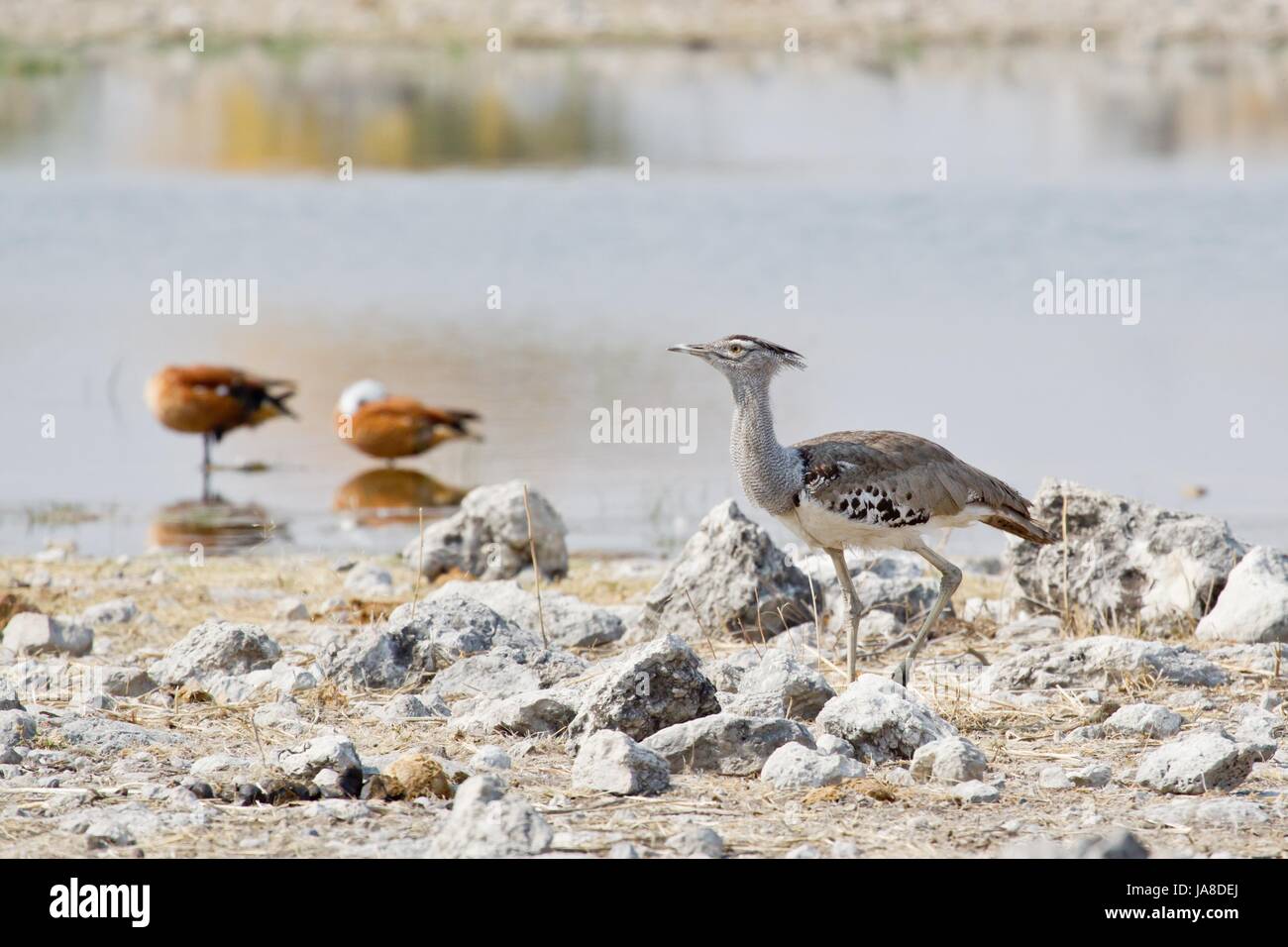 bird, africa, namibia, birds, african, bird, africa, namibia, birds ...