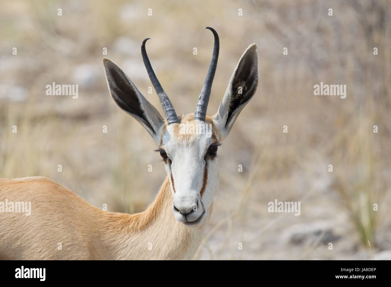 Tierportrts hi-res stock photography and images - Alamy