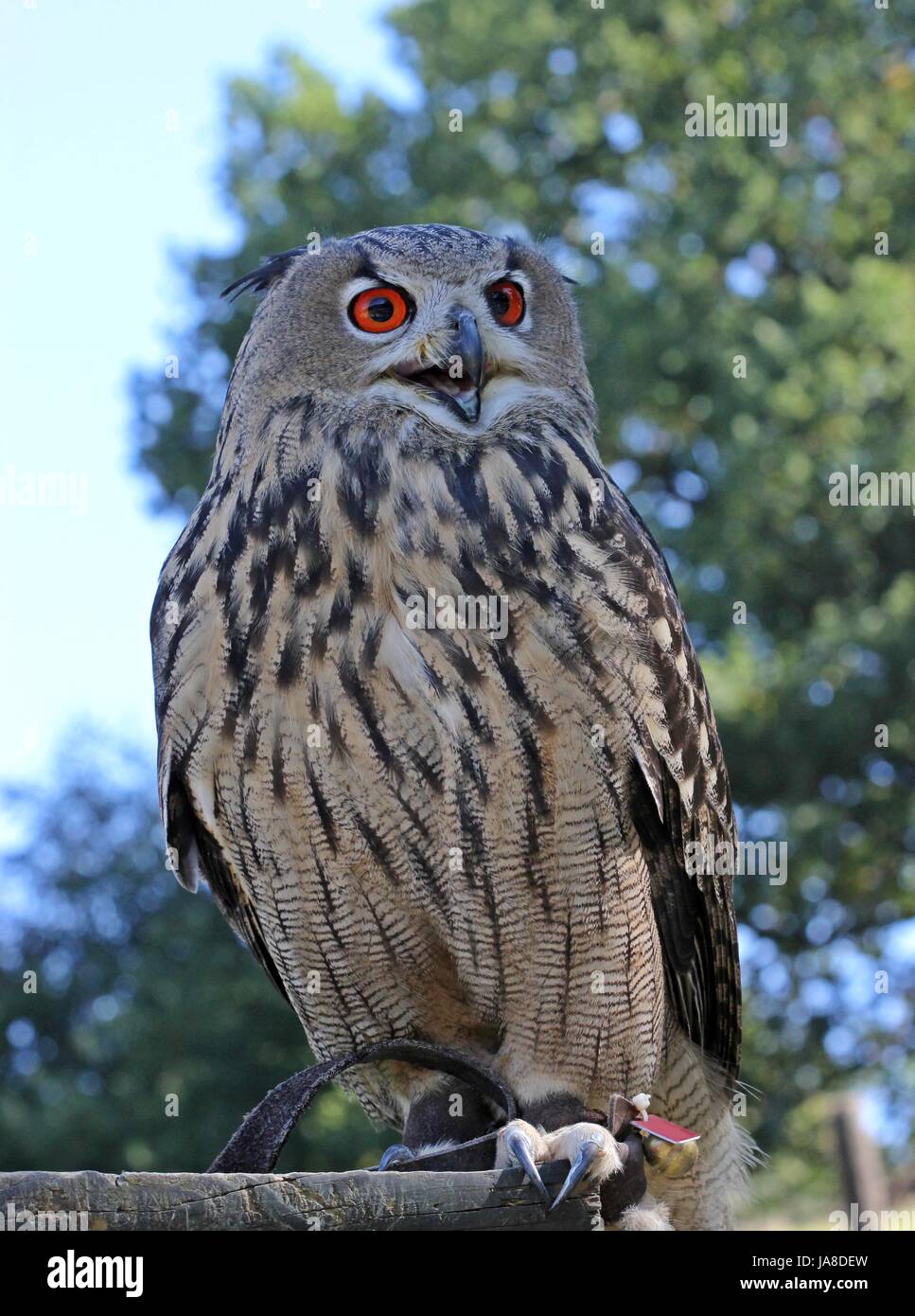 Owl with beak open hi-res stock photography and images - Alamy
