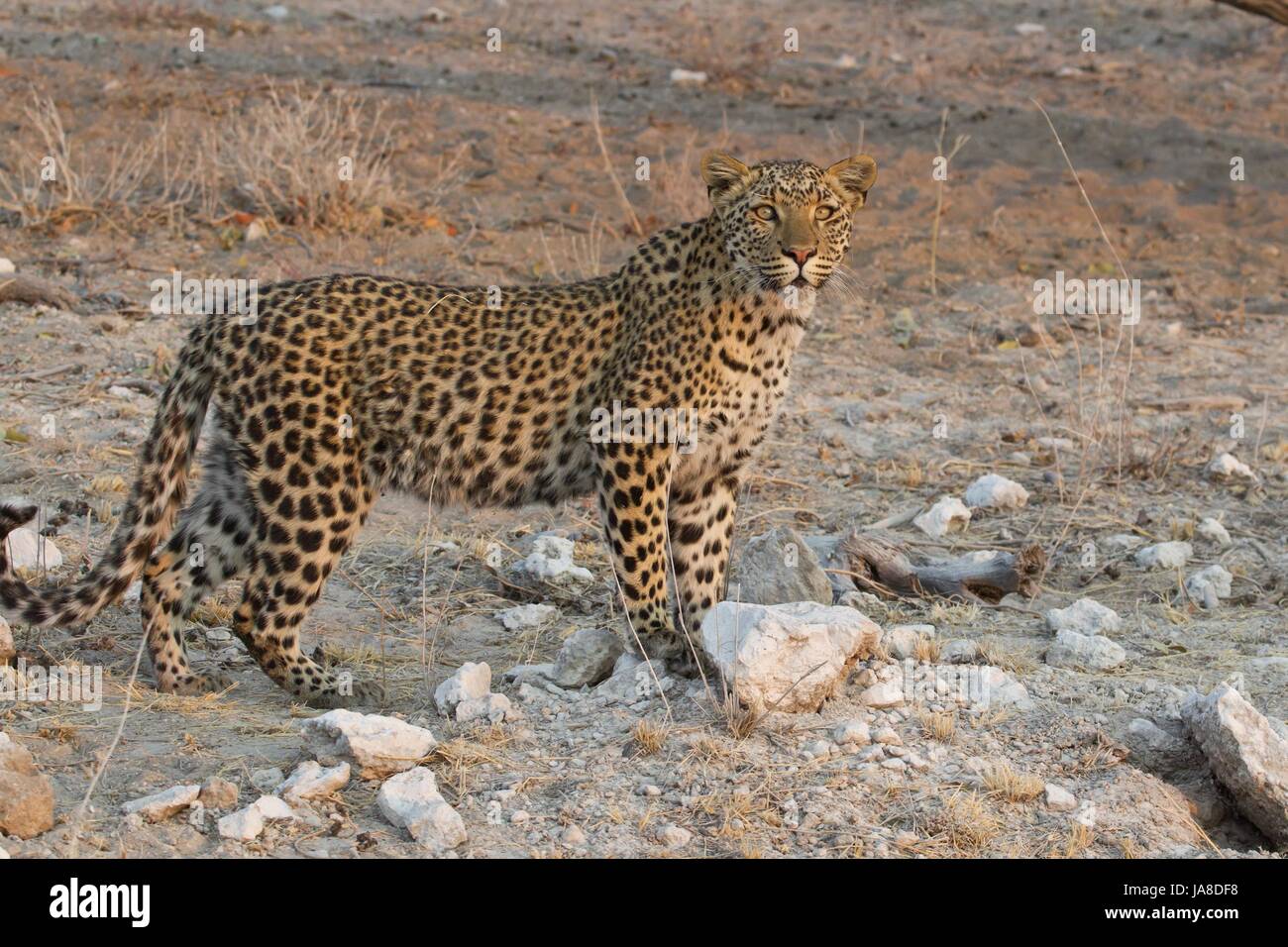 animal, namibia, predator, cat, big cat, feline predator, leopard, walk ...