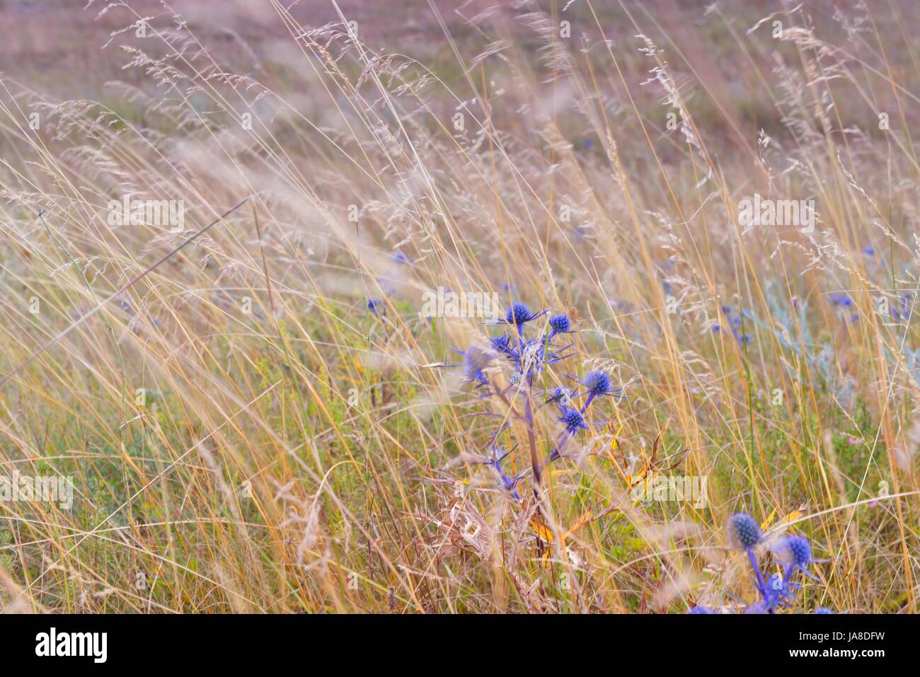 blue, food, aliment, agricultural, colour, tree, flower, plant, sunset ...