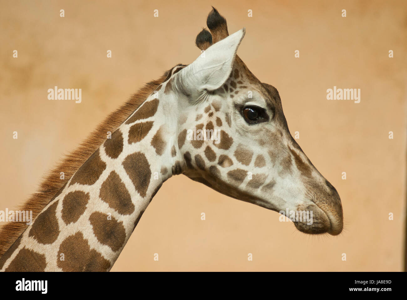 profile, animal, mammal, portrait, giraffe, neck, head, profile, animal ...