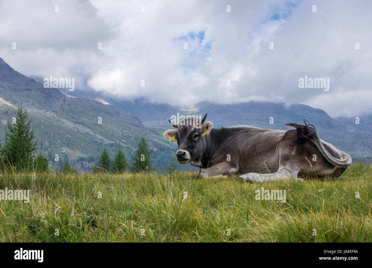 mountains, animal, alps, south tyrol, europe, cow, tyrol, landscape ...