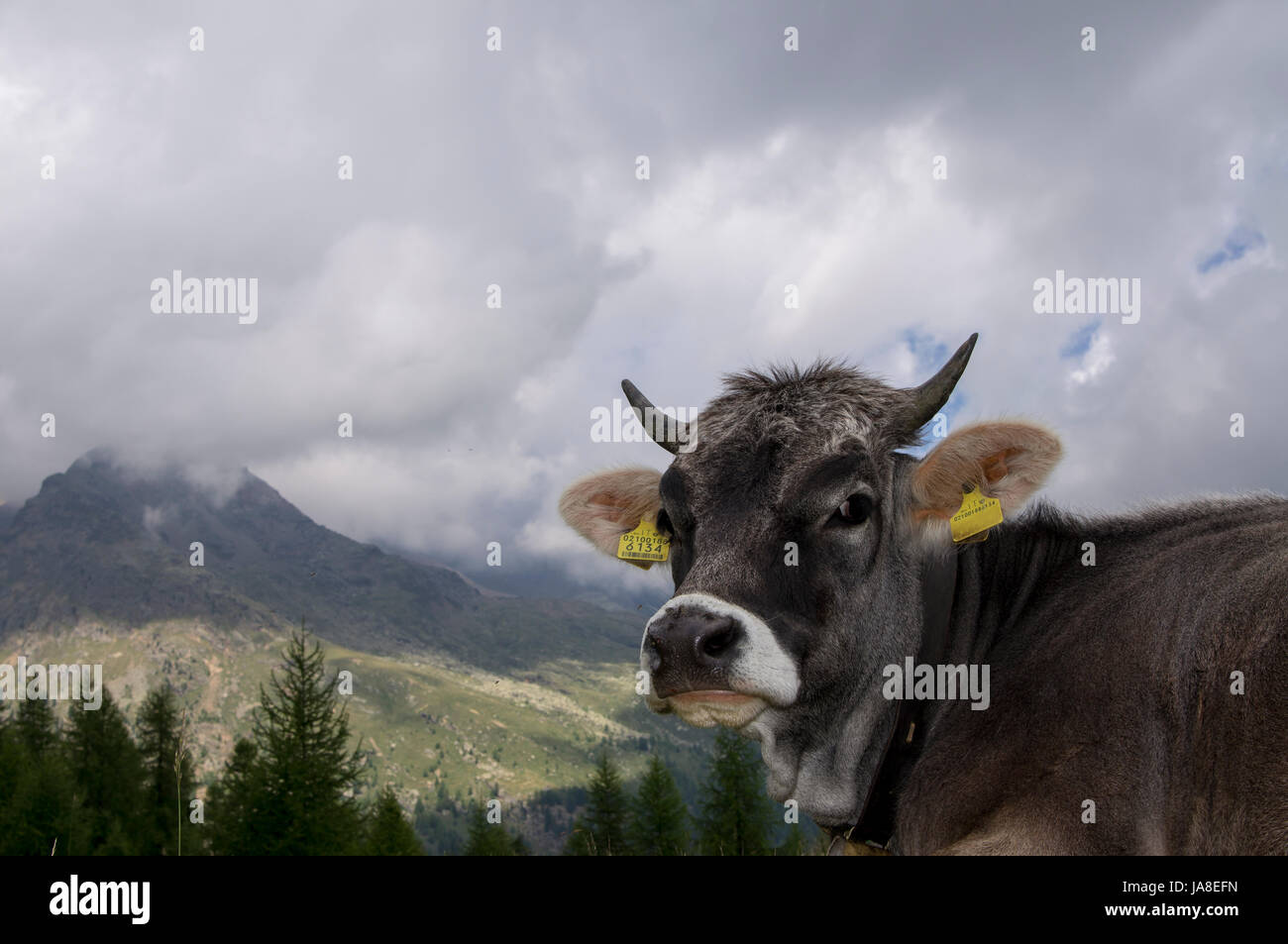 mountains, animal, alps, south tyrol, europe, cow, tyrol, landscape ...