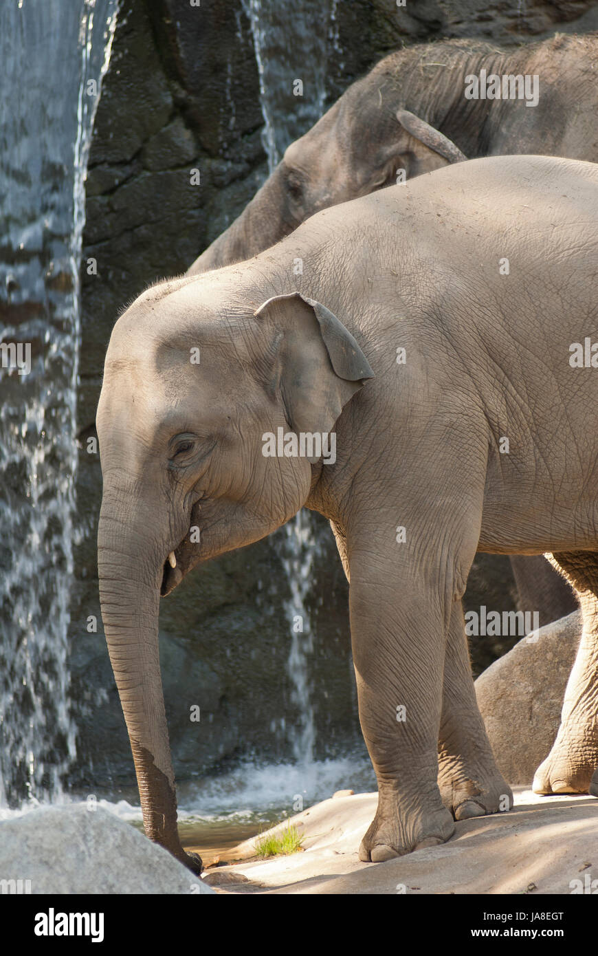 elephants at the waterfall Stock Photo - Alamy