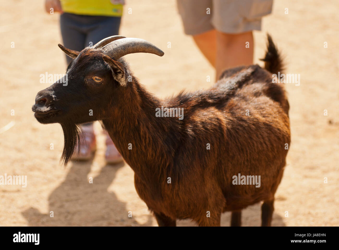 goat and people Stock Photo - Alamy