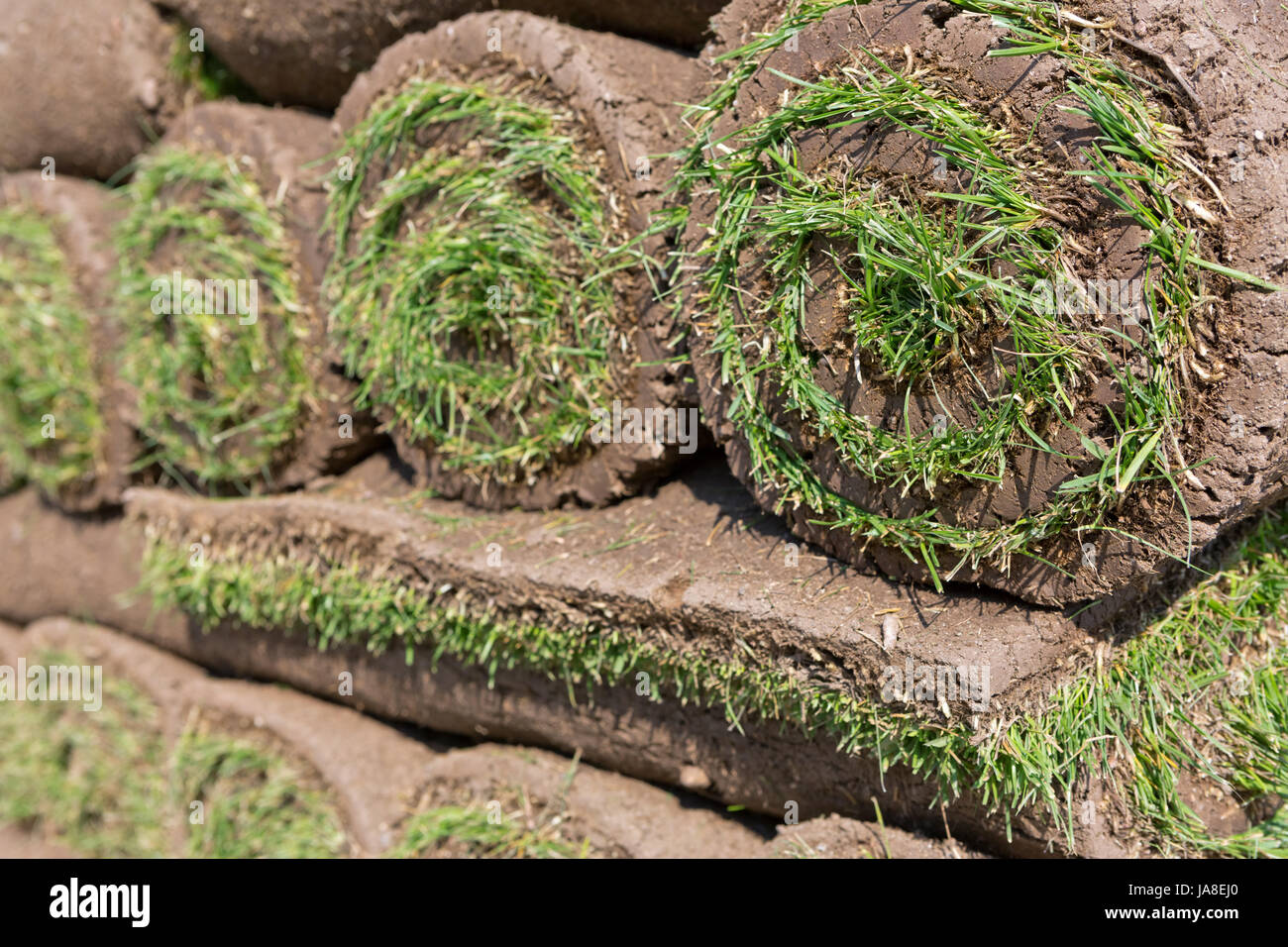 new, rolled, sod, rolls, meadow, grass, lawn, green, rollers, space ...