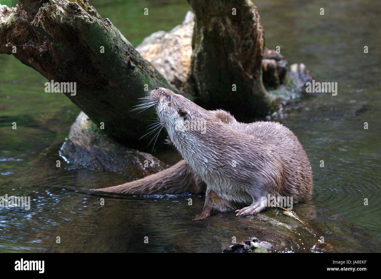 national park, fish, amphibians, reptiles, otter, water, predator ...