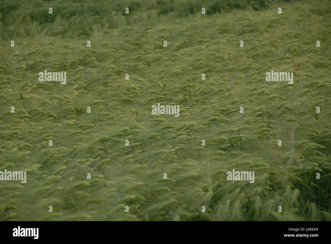 waves, wheat, rye, barley, vacillate, oats, undulate, grain, cereal ...