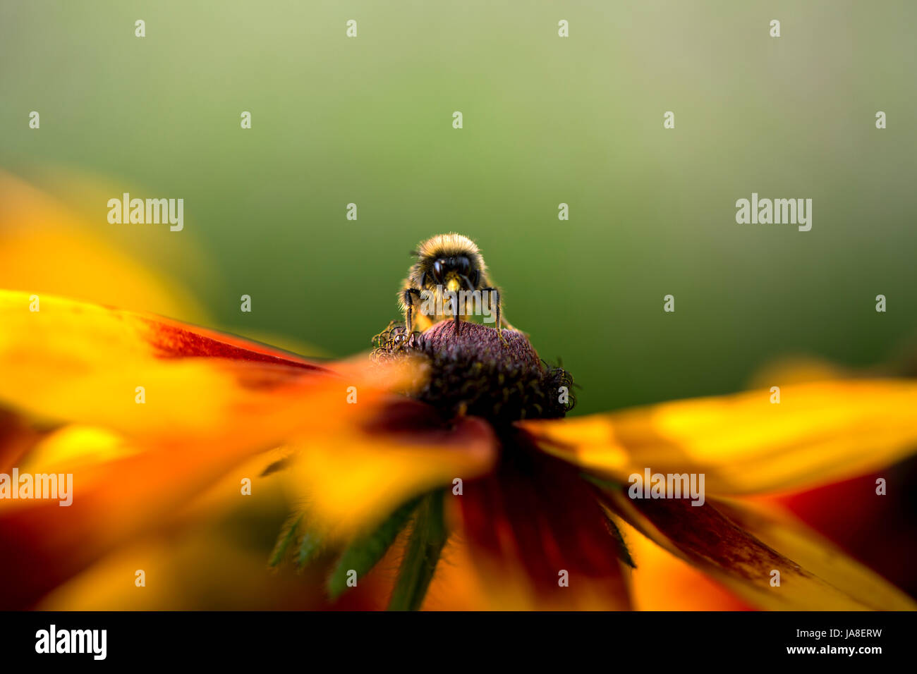 close, motion, postponement, moving, movement, big, large, enormous ...