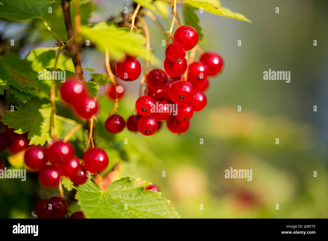 beautiful, beauteously, nice, leaf, closeup, park, garden, wild, botany ...
