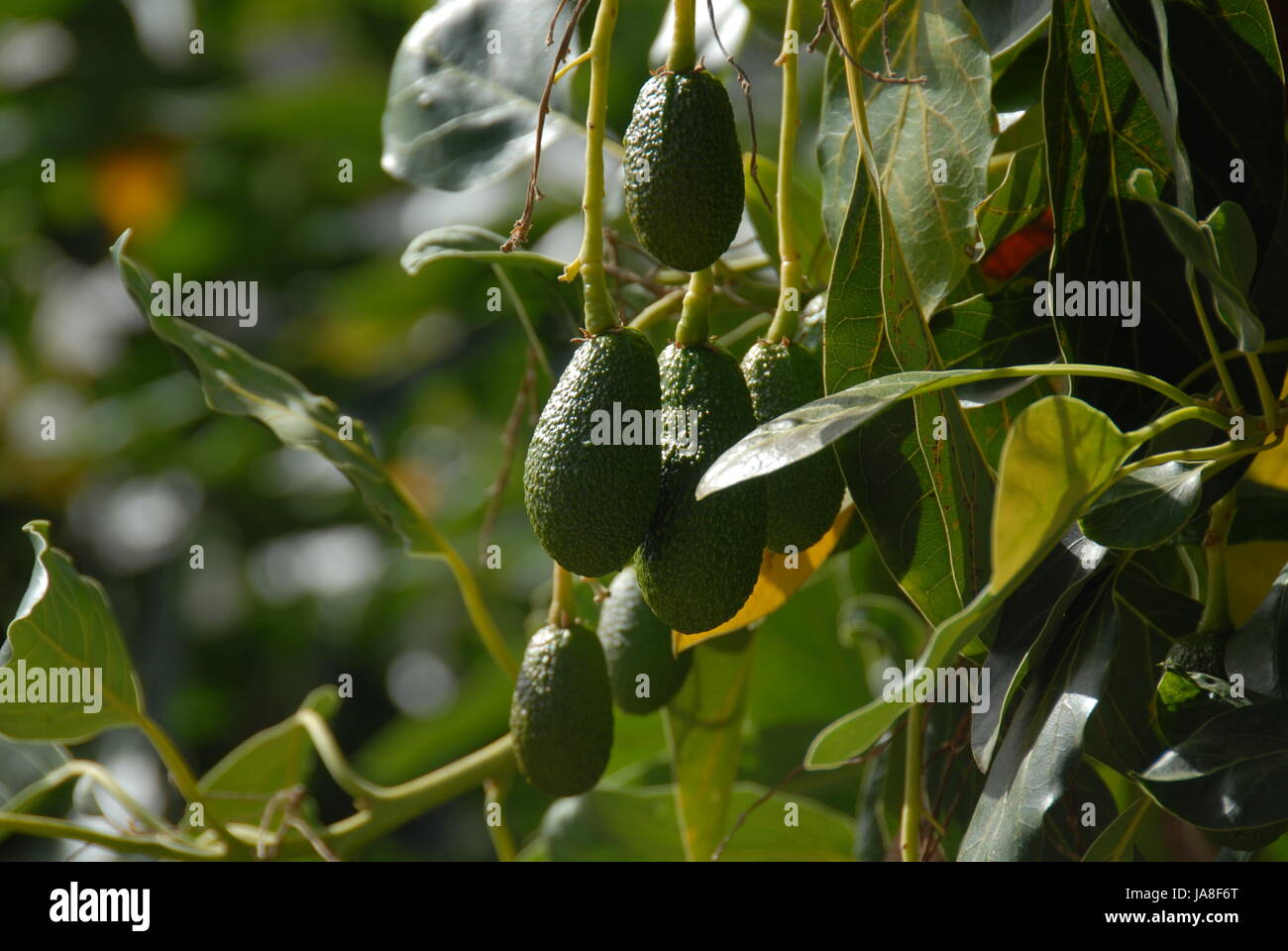 tree, green, ripe, thick, wide, fat, hoarfrost, healthy, tree, green ...
