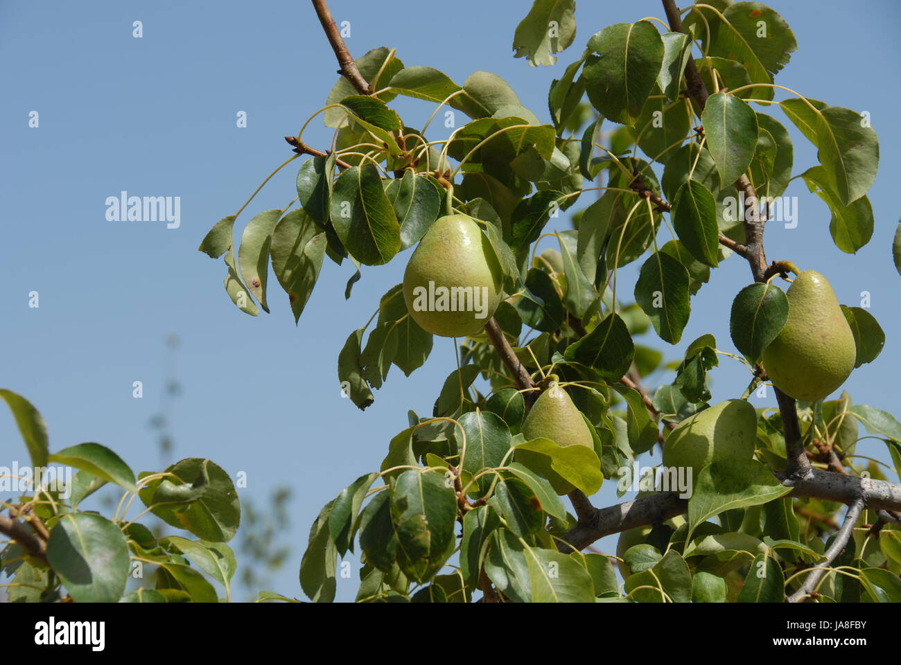 vitamins, vitamines, fruit, pear, bulb, rich in vitamins, pears, grow ...