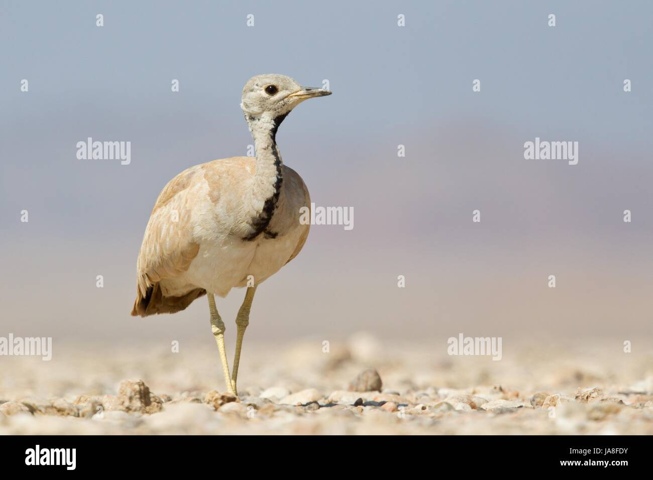 stairs, national park, namibia, staircase, stairs, national park ...