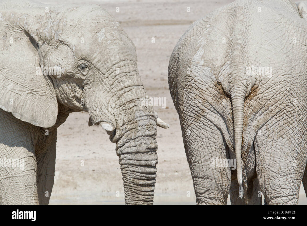 Elephants elefanten hi-res stock photography and images - Alamy