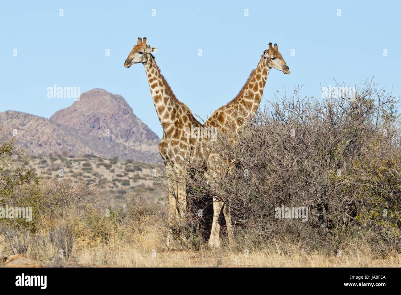 giraffe, walk, go, going, walking, edgewise, young, younger, adulter ...