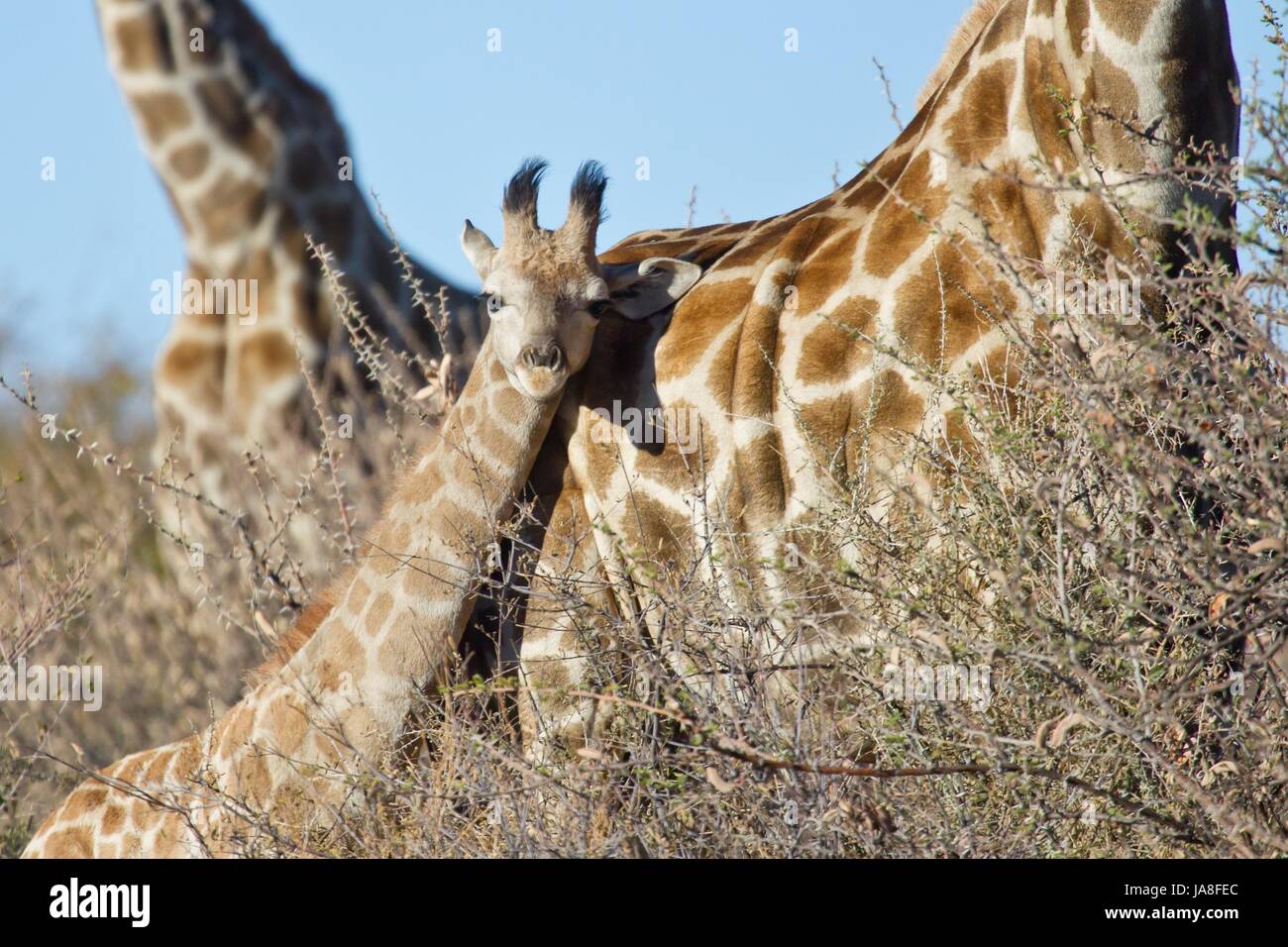 Giraffe jung hi-res stock photography and images - Alamy