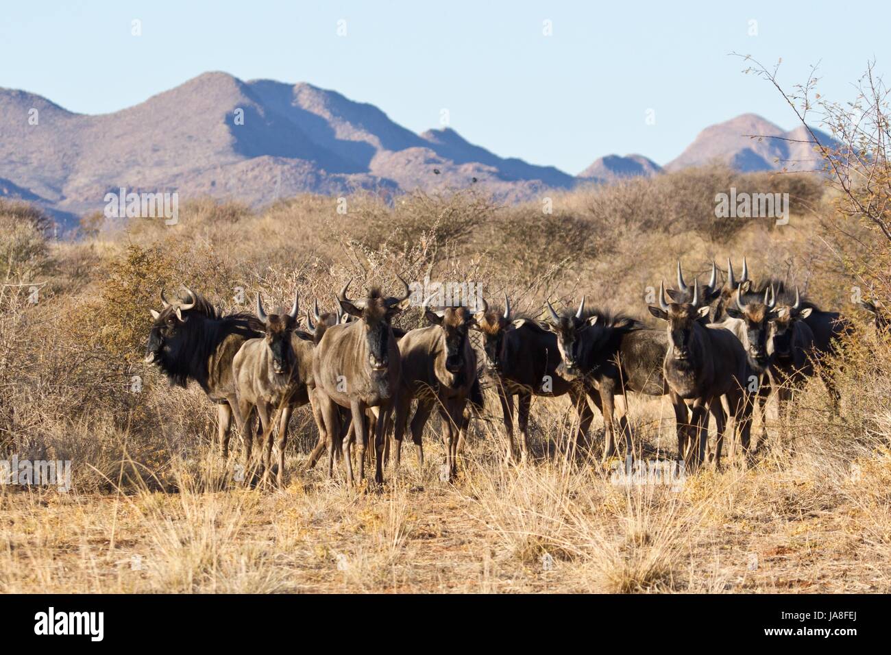 animal, africa, namibia, animal, namibia, gnu, streifengnu, gnu ...