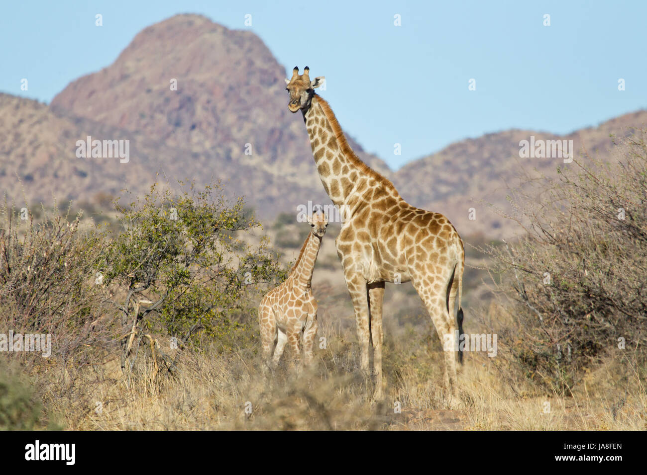 Ausgewachsenes ausgewachsenes hi-res stock photography and images - Alamy