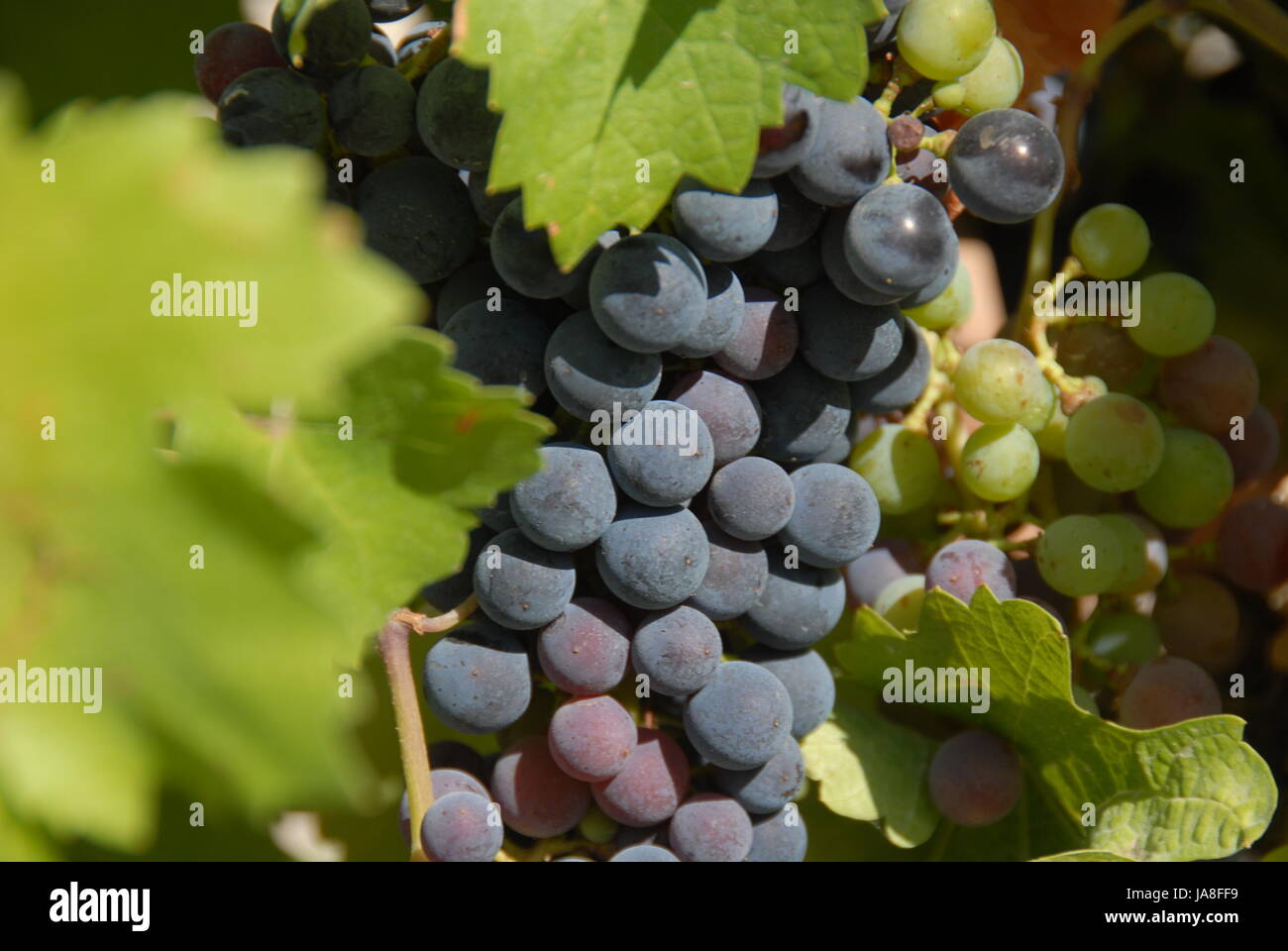 spain - vines Stock Photo - Alamy