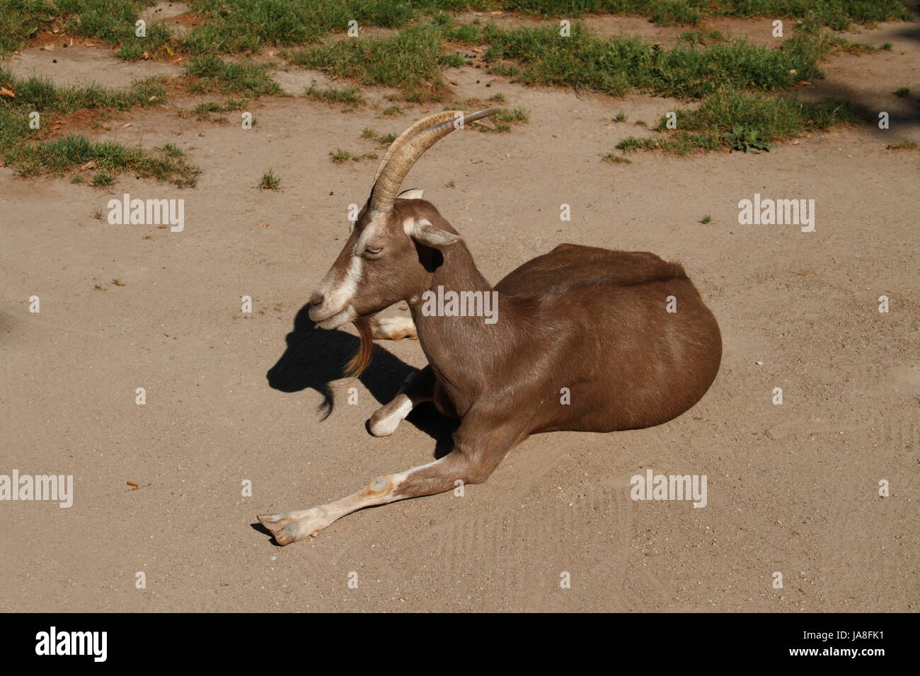 relaxation, pet, goat, tired, farm animal, dormant, detail, environment ...