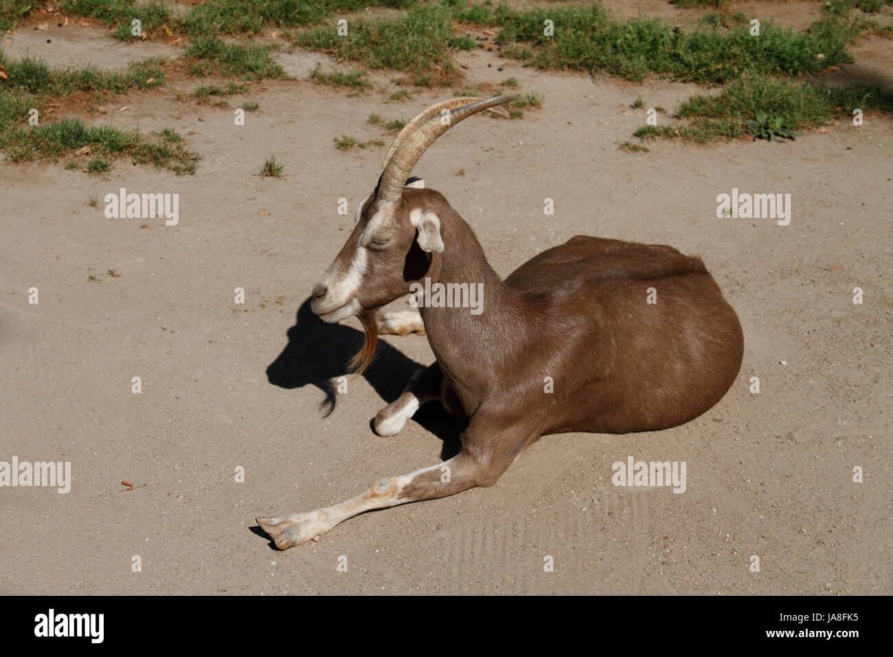 relaxation, pet, goat, tired, farm animal, dormant, detail, environment ...