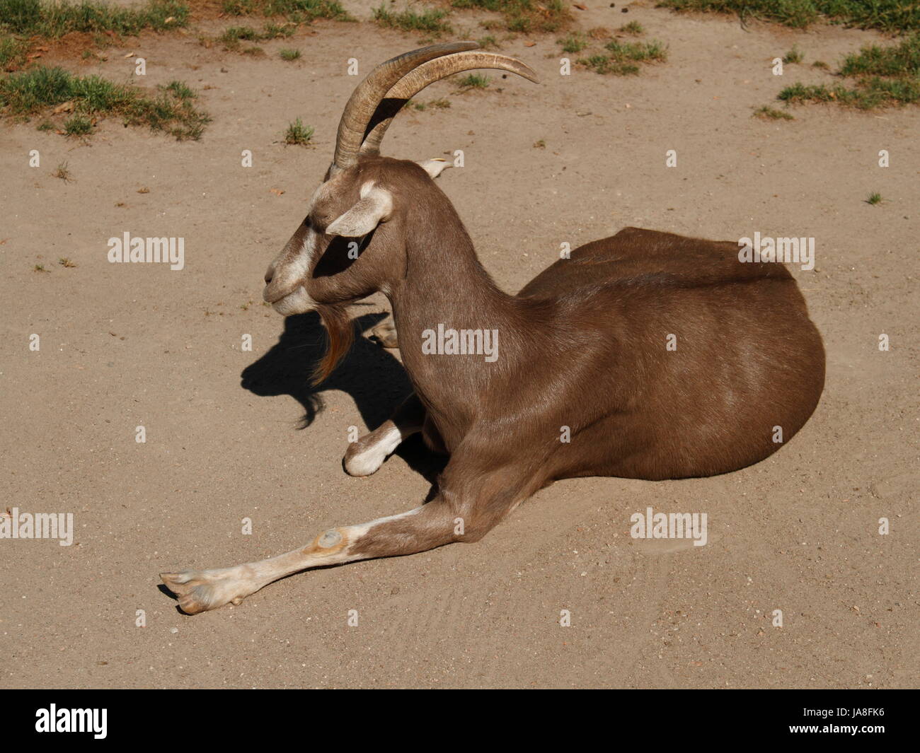 relaxation, pet, goat, tired, farm animal, dormant, detail, environment ...