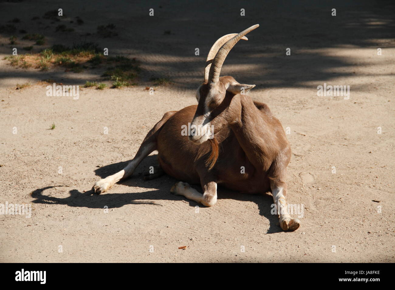 relaxation, pet, goat, tired, farm animal, dormant, detail, environment ...