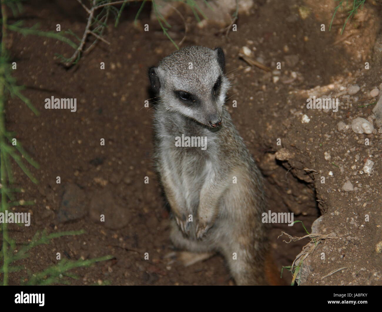watchful, watchman, young animal, post, prudence, cute, meerkat, meerkats Stock Photo - Alamy