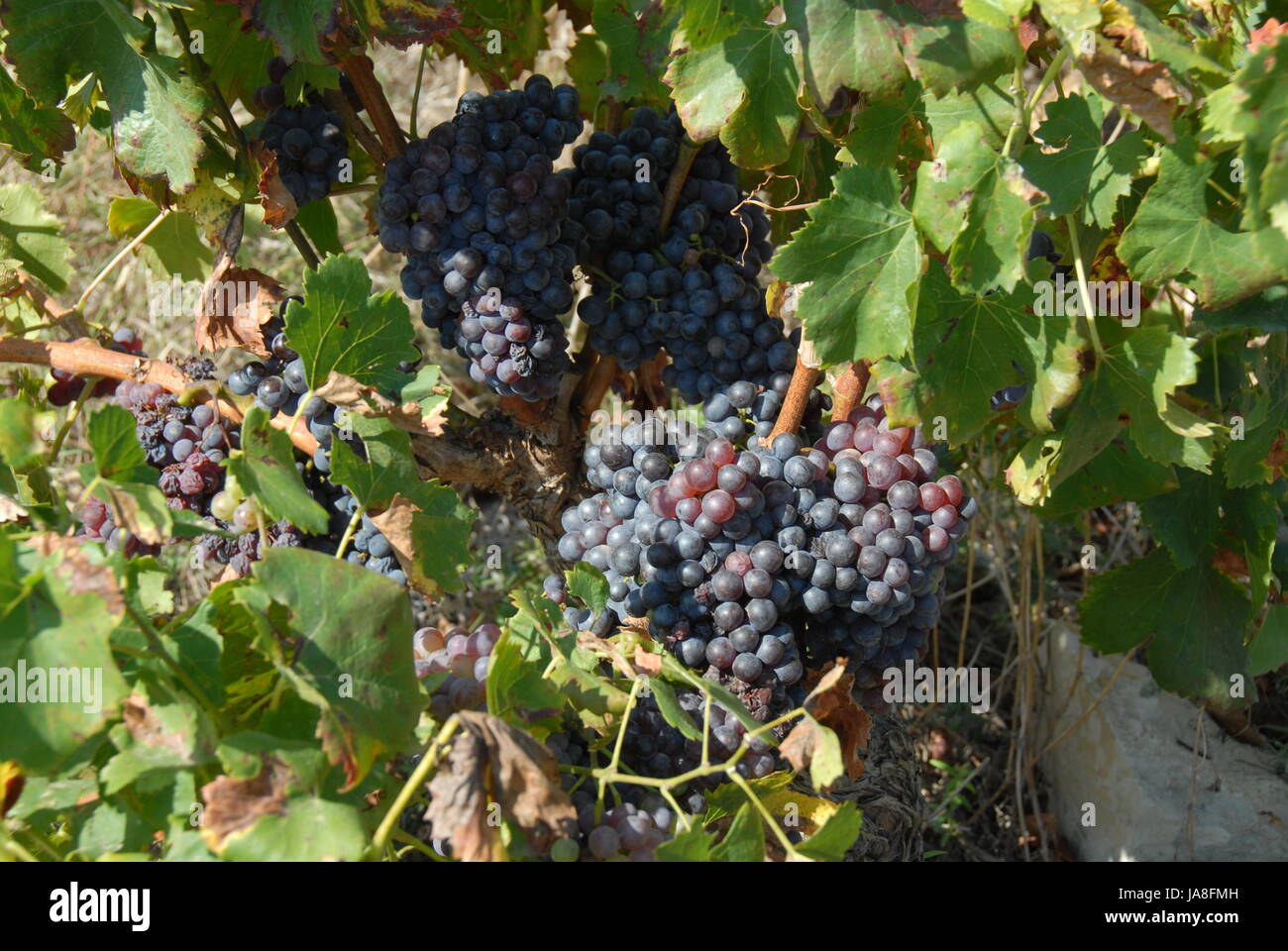 vineyard, vines, valley, vine, grape vine, grape-vine, green, spain ...