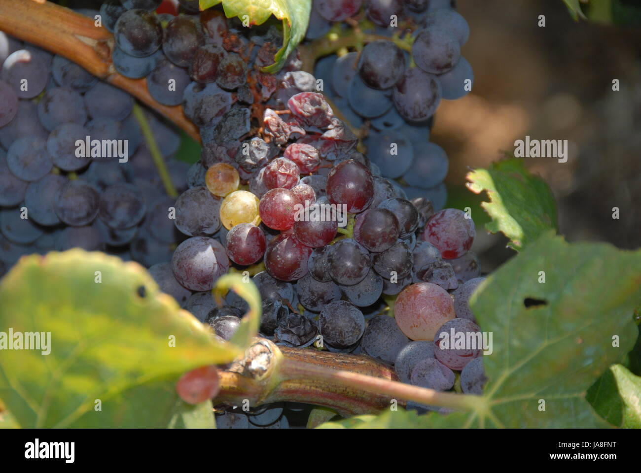 vineyard, vines, valley, vine, grape vine, grape-vine, green, spain ...