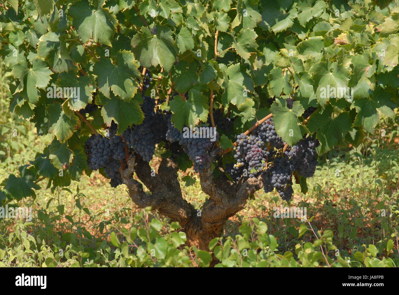 vineyard, vines, valley, vine, grape vine, grape-vine, green, spain ...