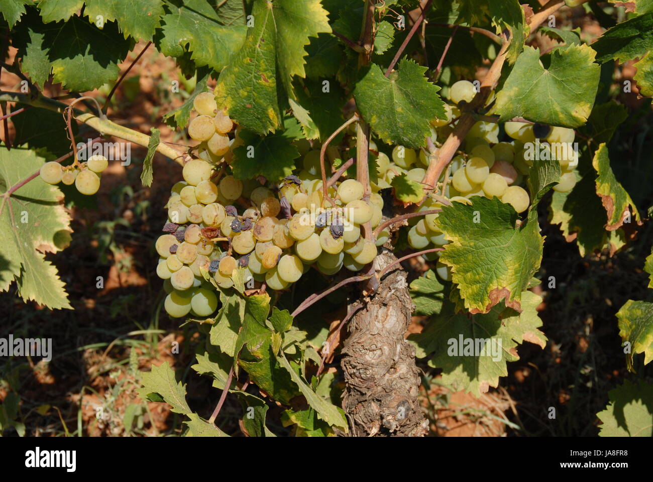 vineyard, vines, valley, vine, grape vine, grape-vine, green, spain ...